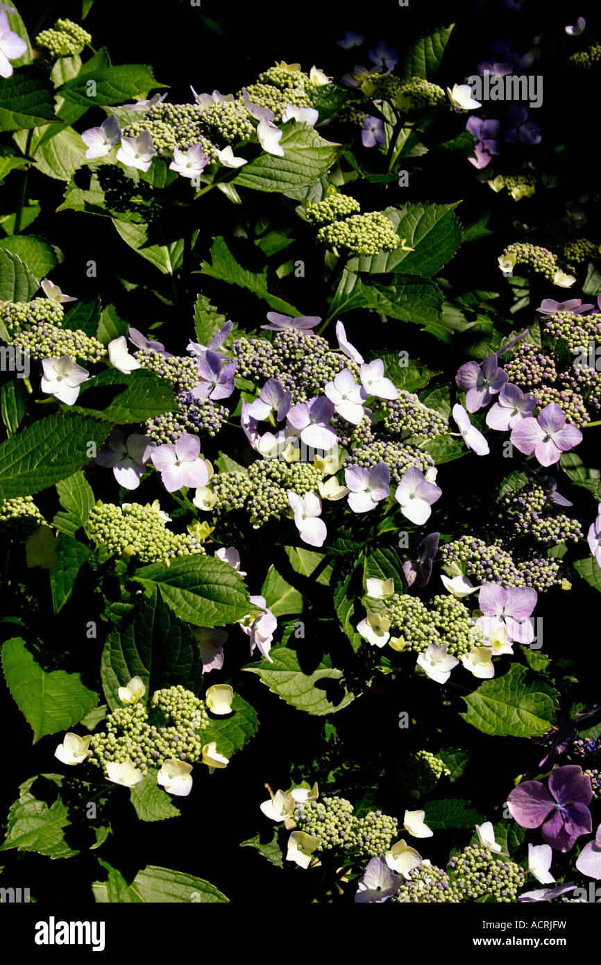 Lacecap hydrangea flower and leaves hi-res stock photography and images ...