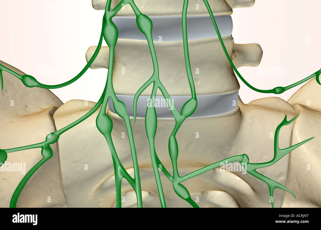 Lumbar lymph nodes hi-res stock photography and images - Alamy
