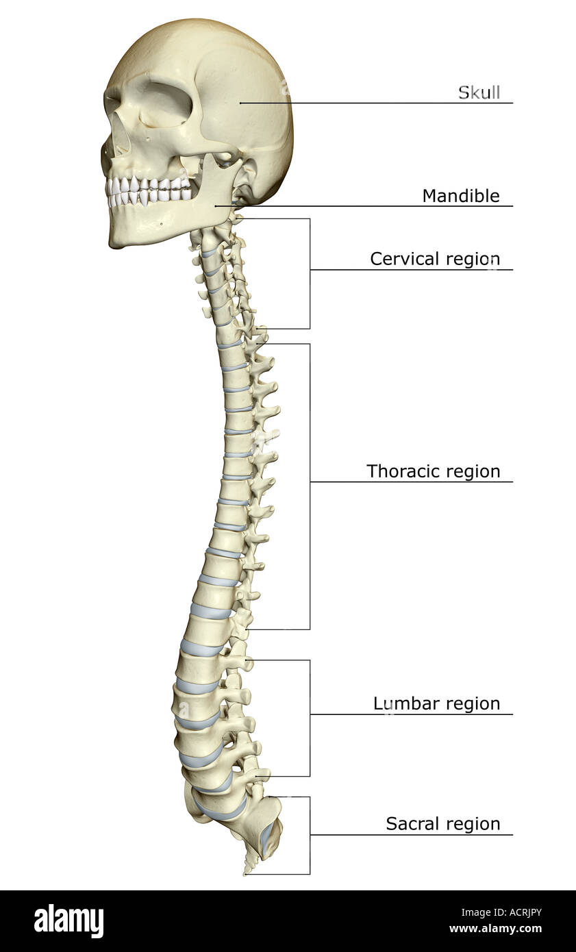 The vertebral column Stock Photo - Alamy