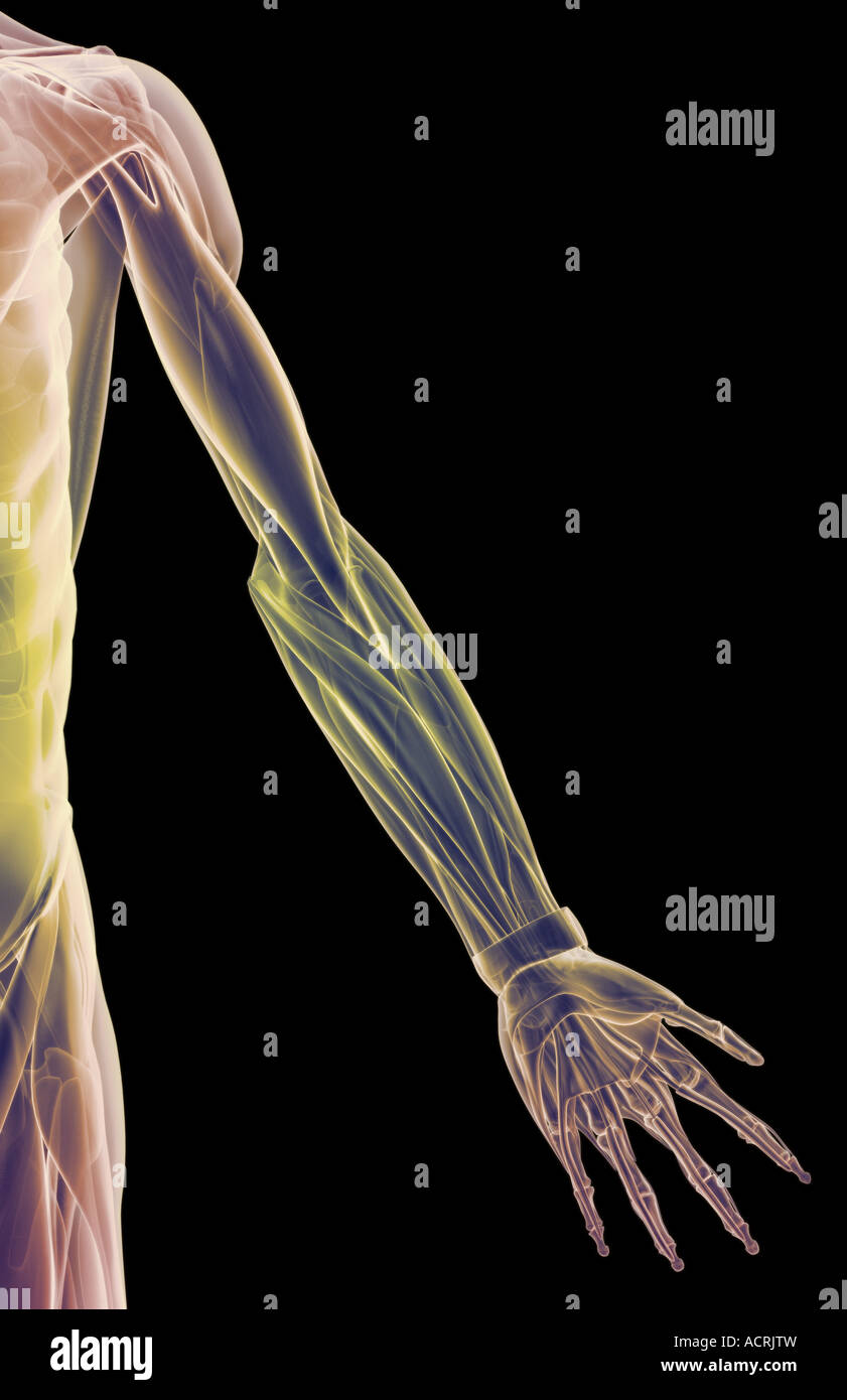 The muscles of the upper limb Stock Photo - Alamy