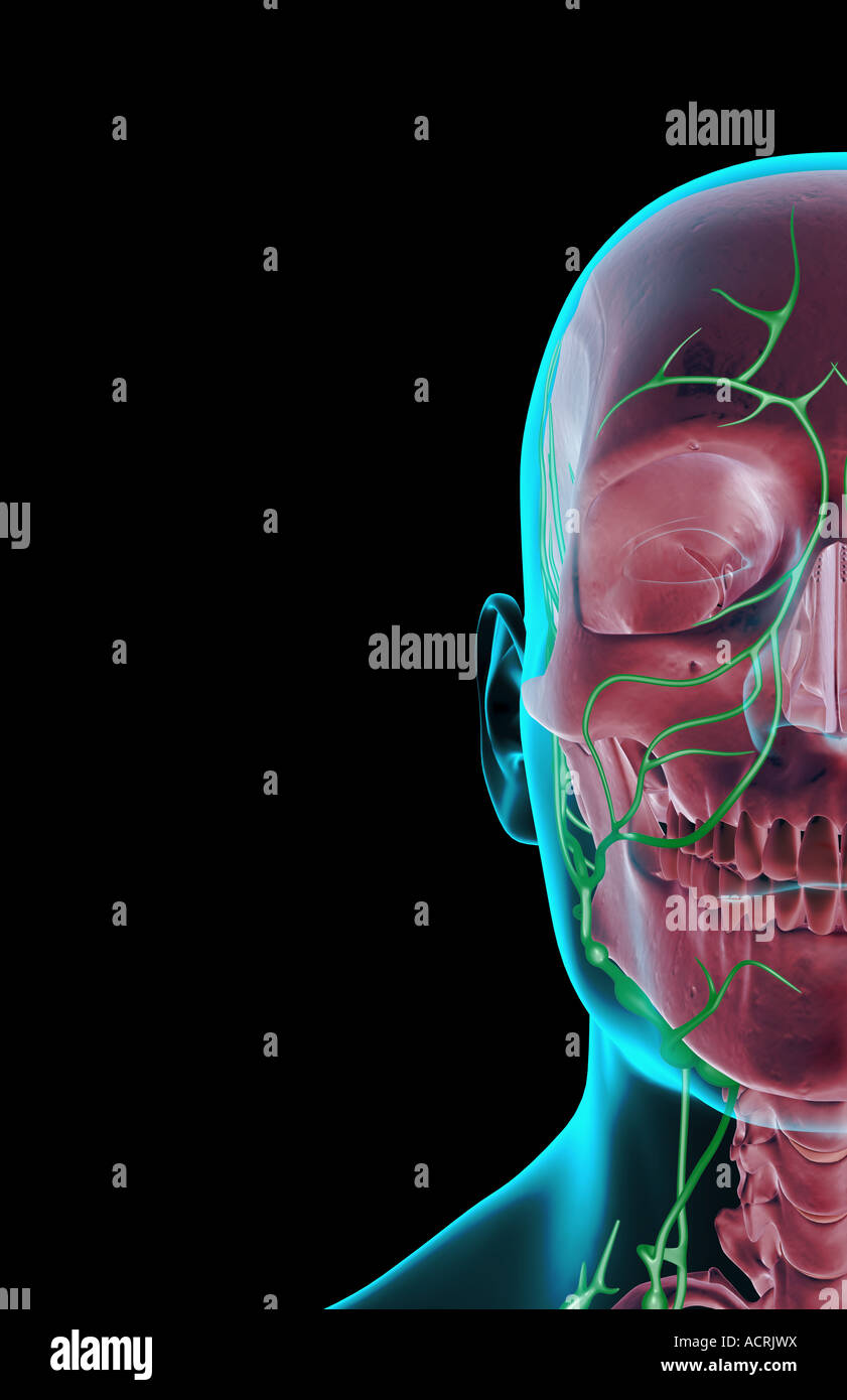 Lymph vessels face hi-res stock photography and images - Alamy