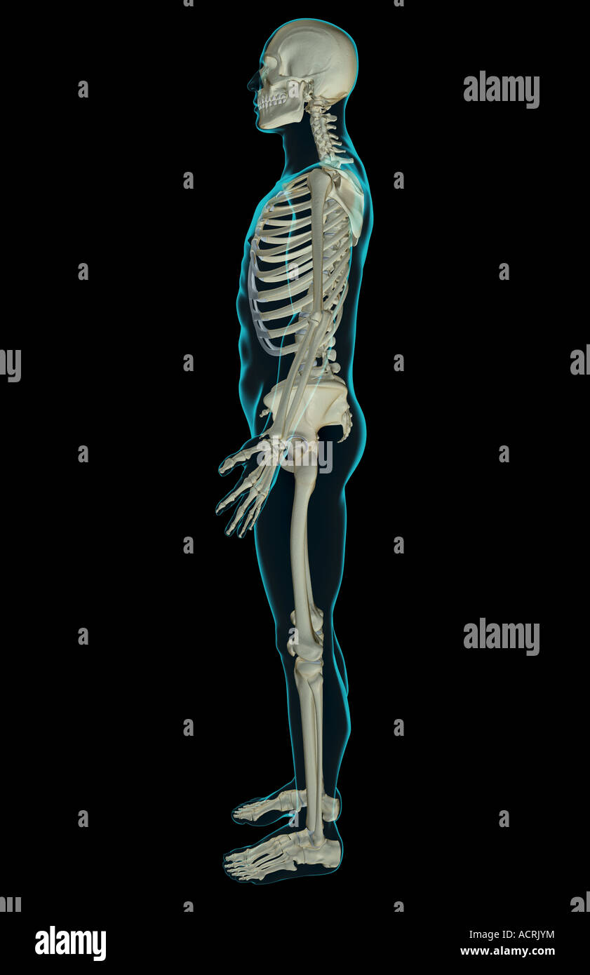 Skeleton transparent skin hi-res stock photography and images - Alamy