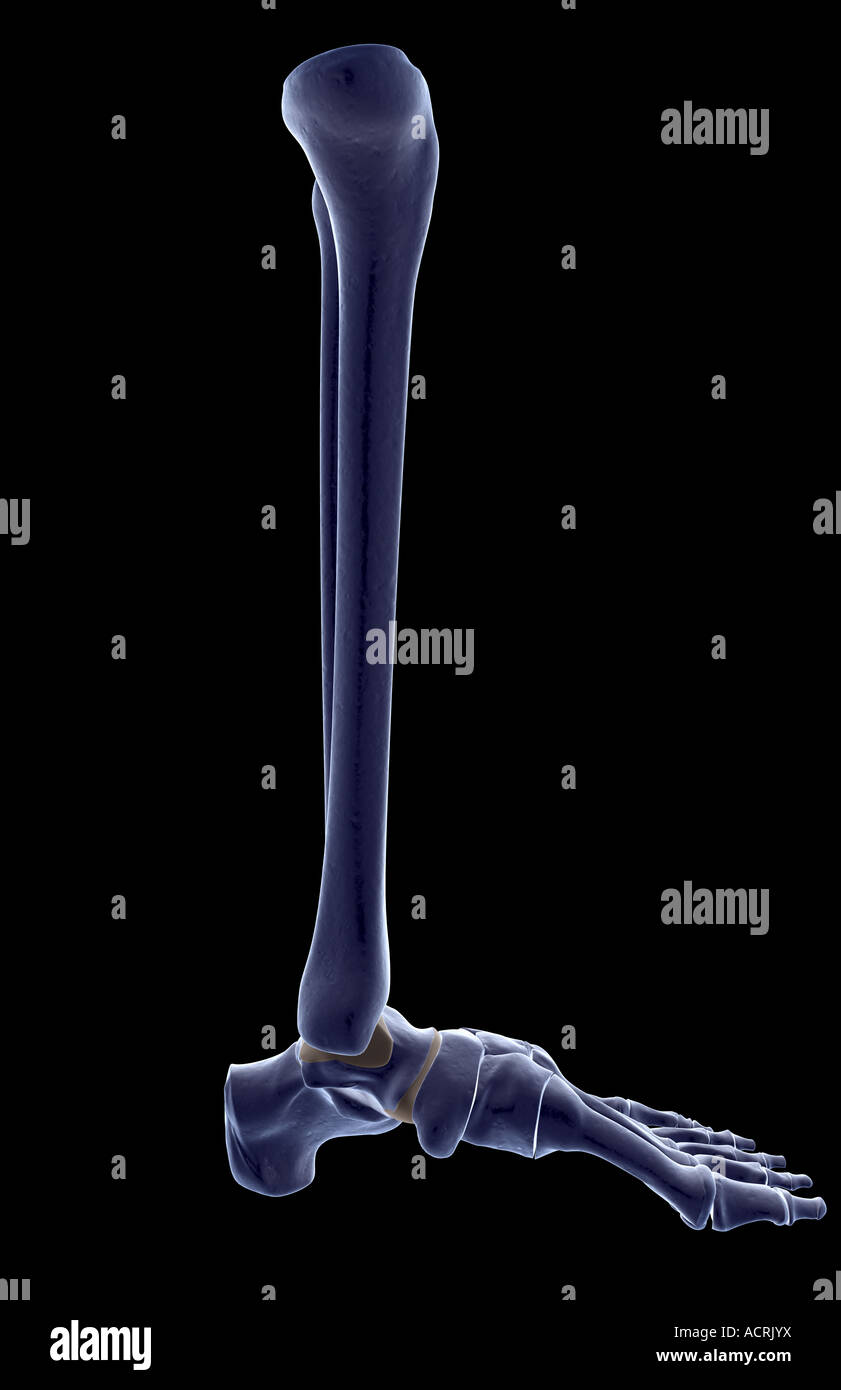 The bones of the leg Stock Photo - Alamy