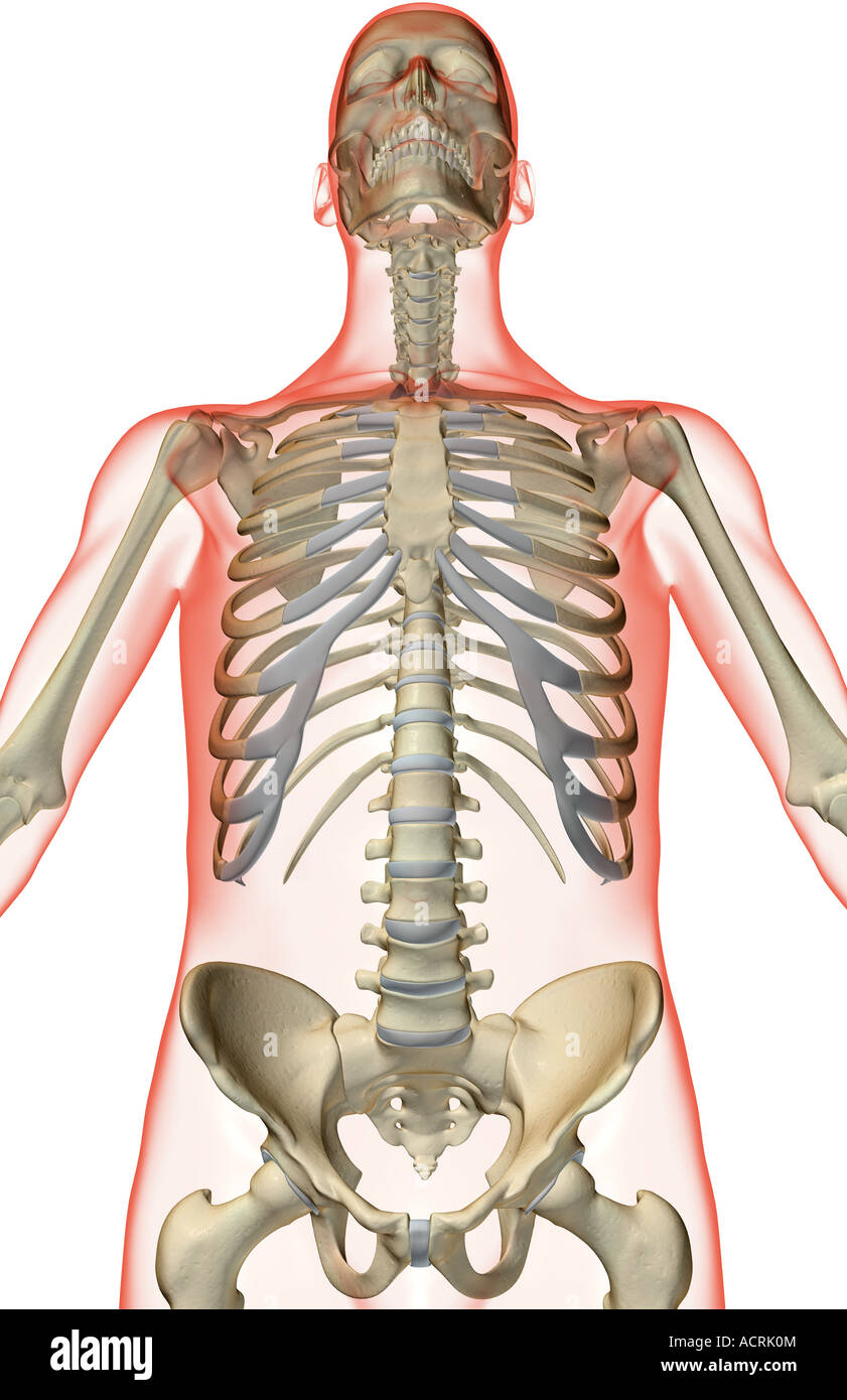 The bones of the upper body Stock Photo - Alamy