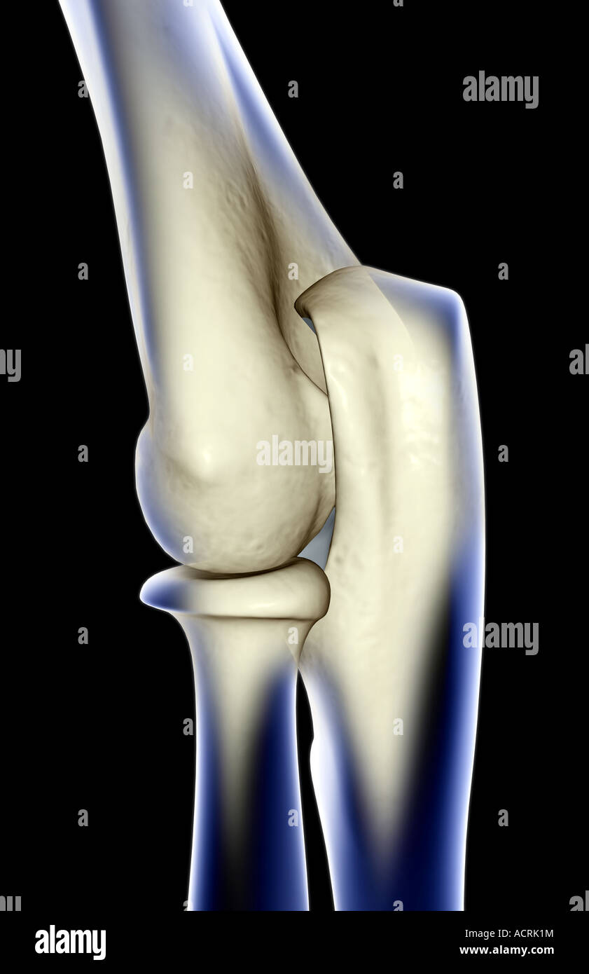 The bones of the elbow Stock Photo - Alamy