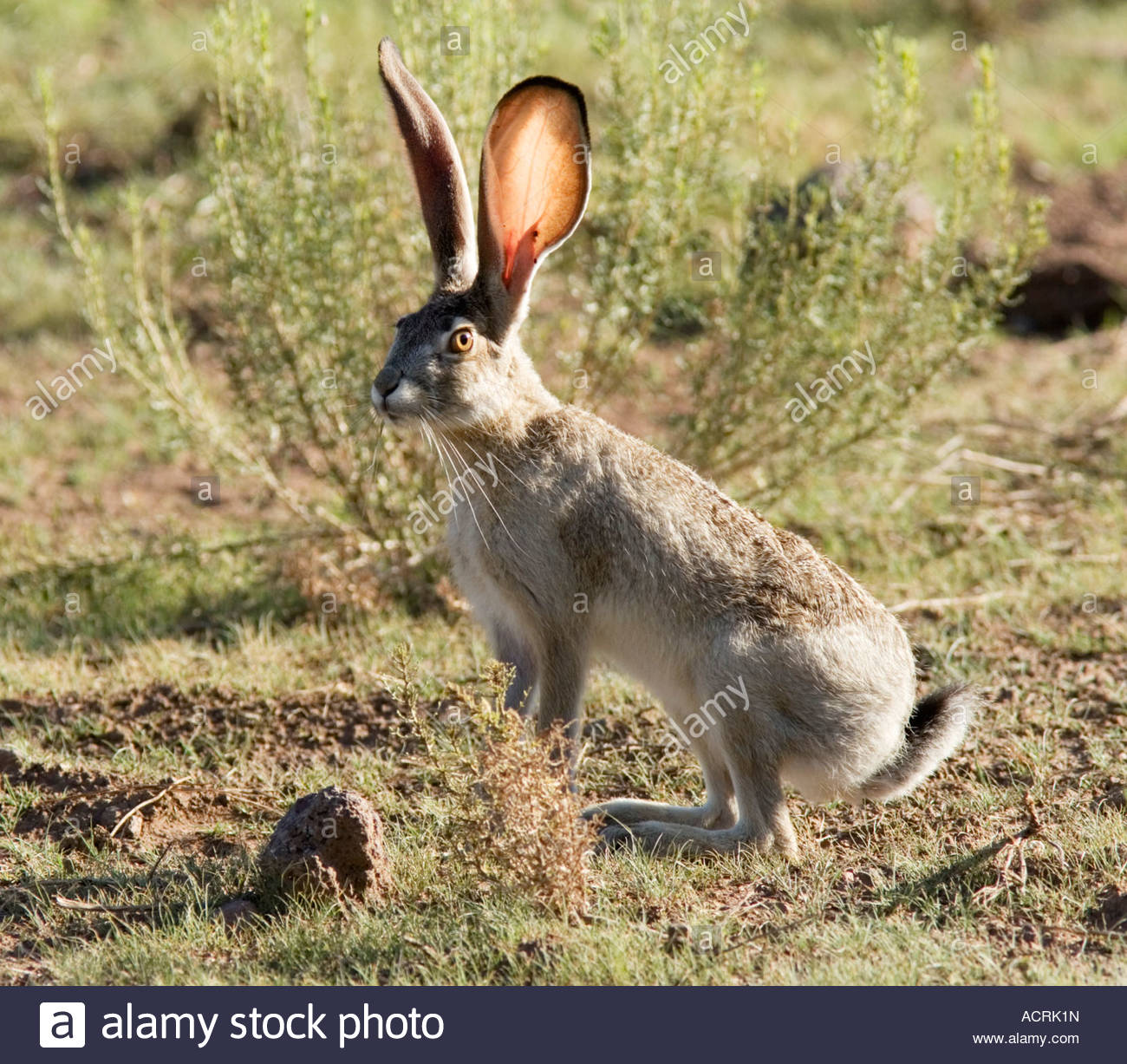 Blacktail Jackrabbit High Resolution Stock Photography and Images - Alamy
