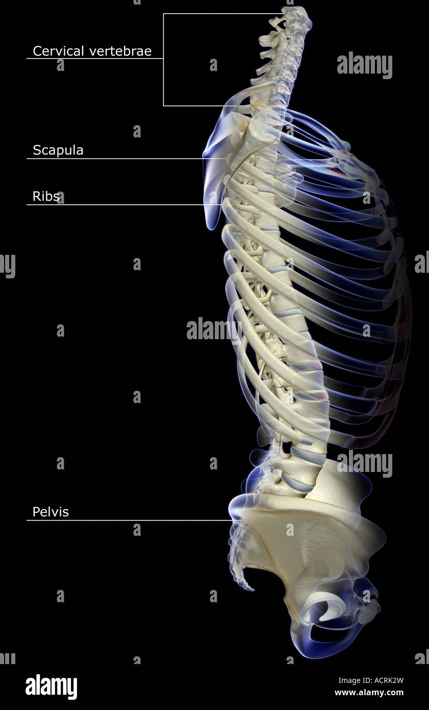 Xiphoid Process Vertebral Level