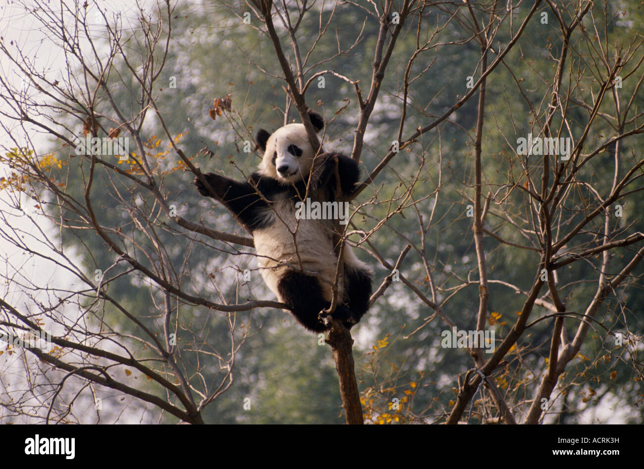 Giant panda climbing tree hi-res stock photography and images - Alamy