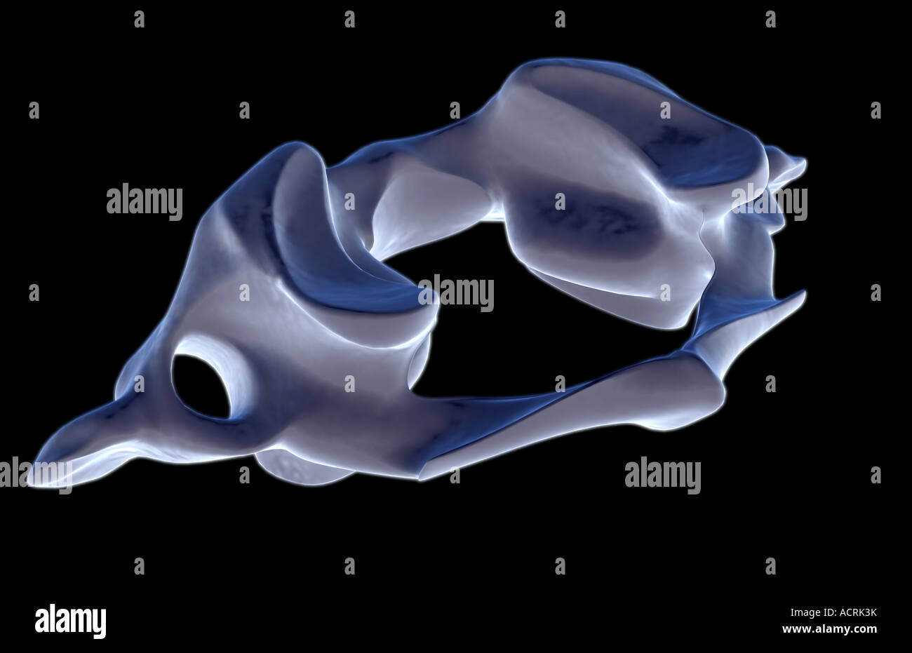 Atlas Vertebra And Human High Resolution Stock Photography and Images ...
