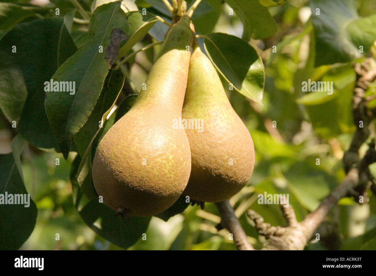 Pears growing on tree in English Orchard Stock Photo - Alamy