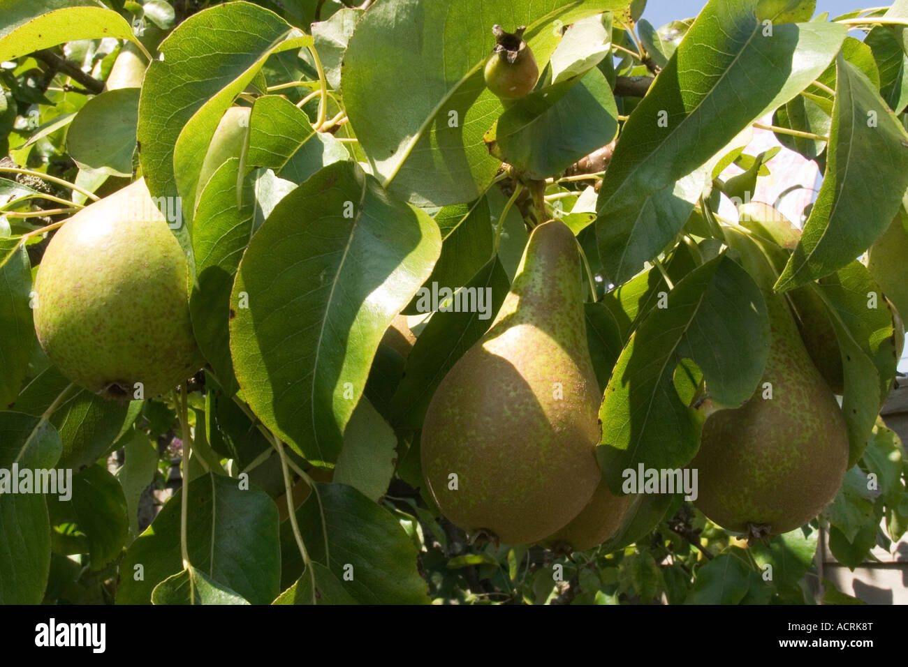 Pears growing on tree in English Orchard Stock Photo - Alamy
