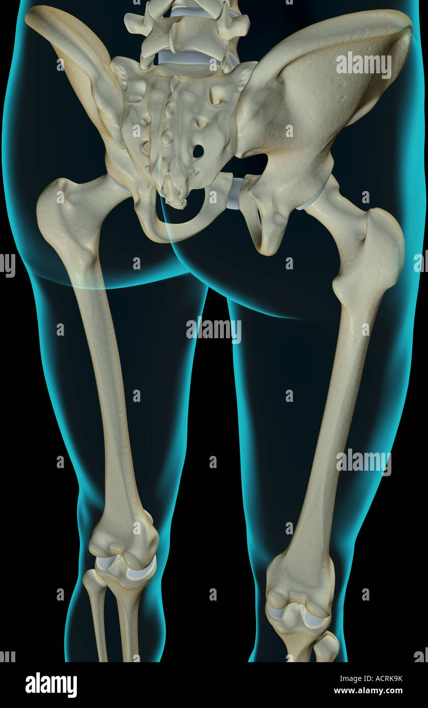 The bones of the lower limb Stock Photo - Alamy
