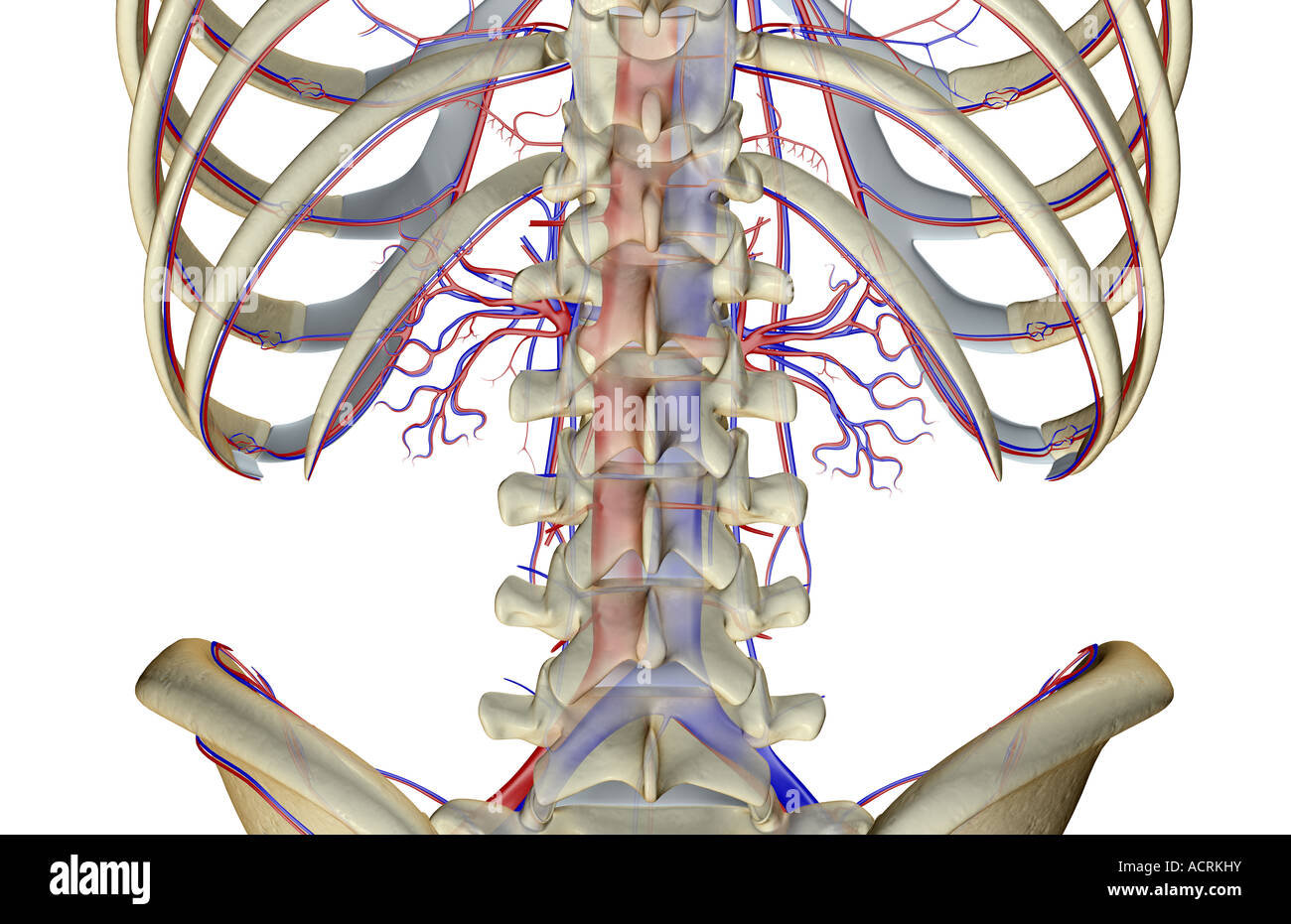 The blood supply of the lower back Stock Photo - Alamy