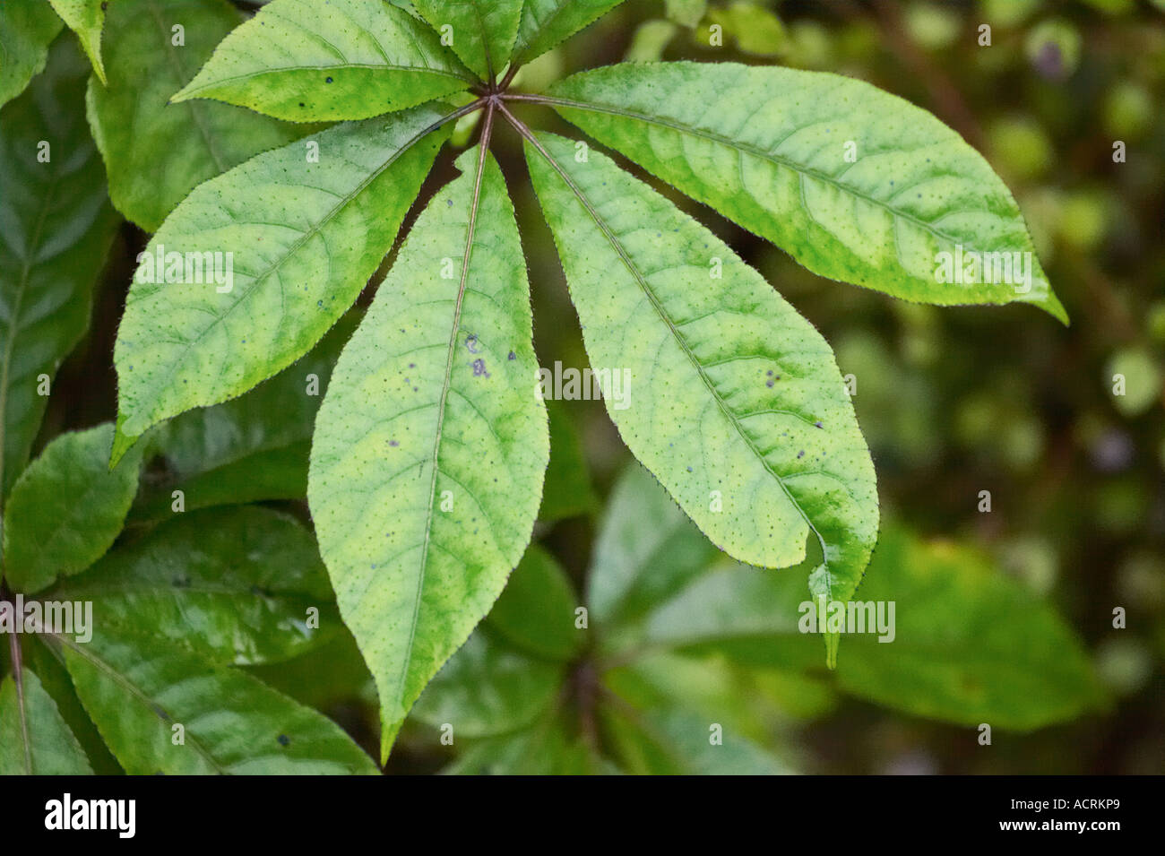 Five natives hi-res stock photography and images - Alamy