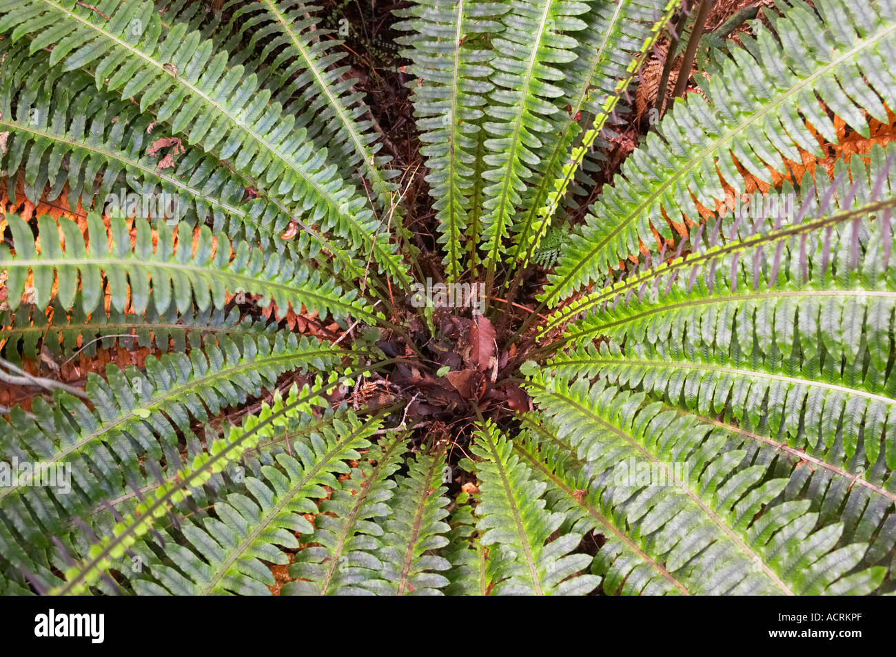 Blechnum discolor hi-res stock photography and images - Alamy
