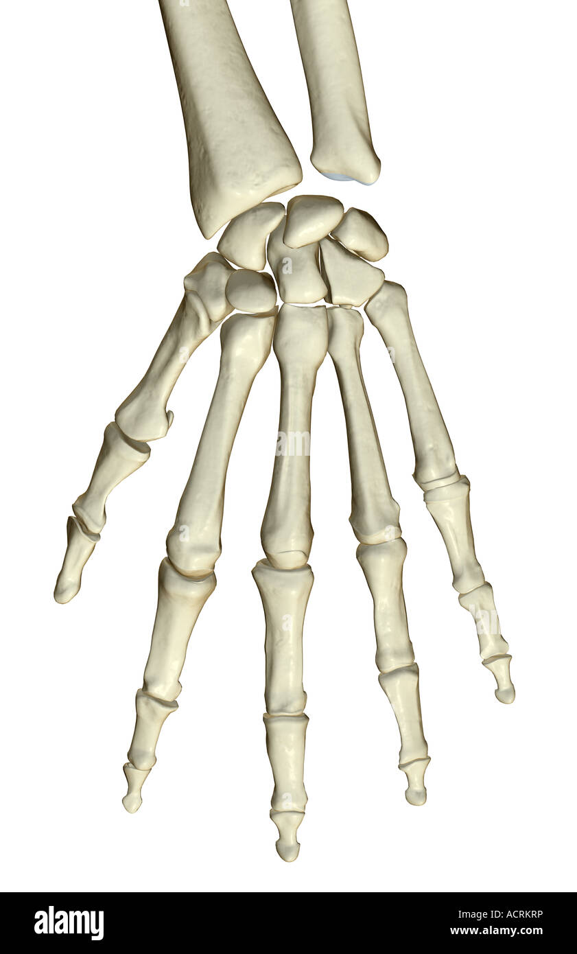 Triquetrum Bone High Resolution Stock Photography and Images - Alamy