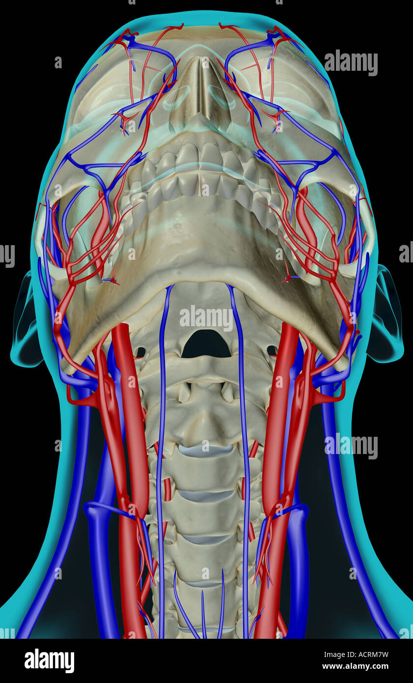 Blood Vessels Of The Neck High Resolution Stock Photography and Images ...