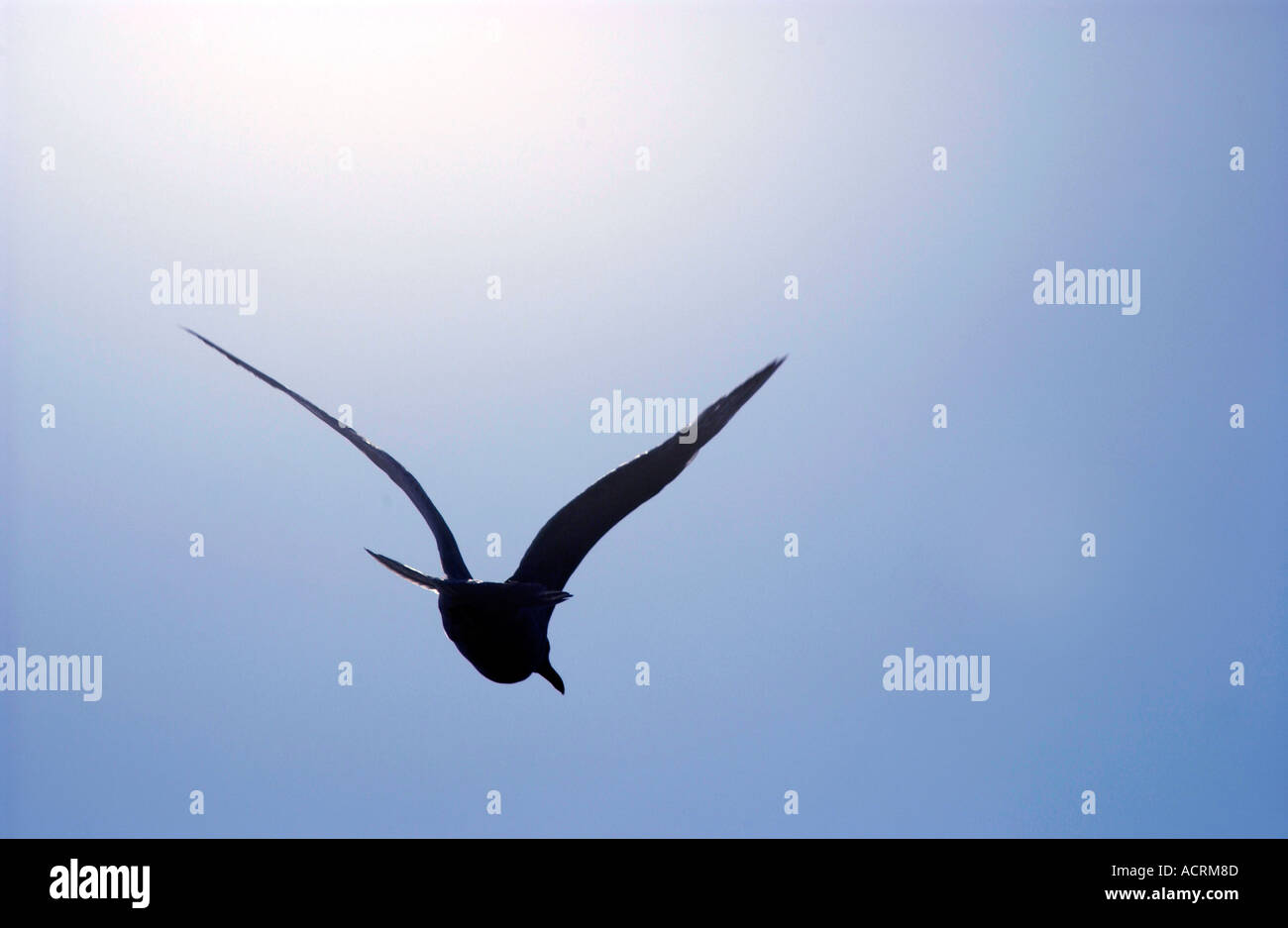 Asian bird flu threat hi-res stock photography and images - Alamy