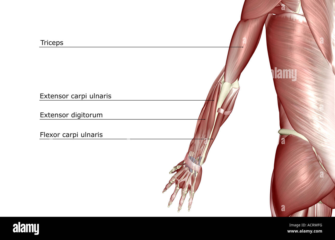 Upper Limb Muscles Labeled