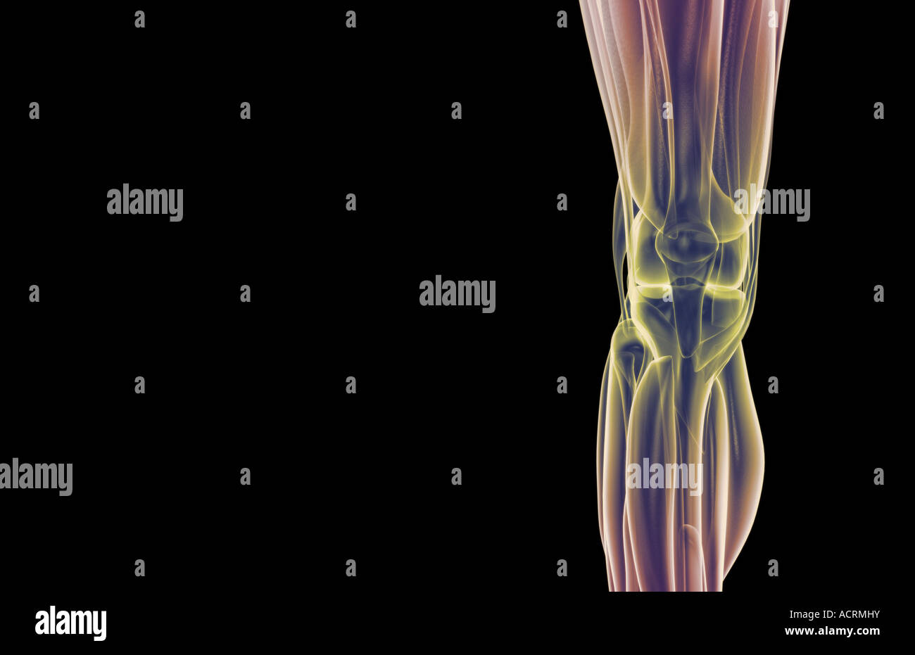 Quadriceps anatomy muscles hi-res stock photography and images - Alamy