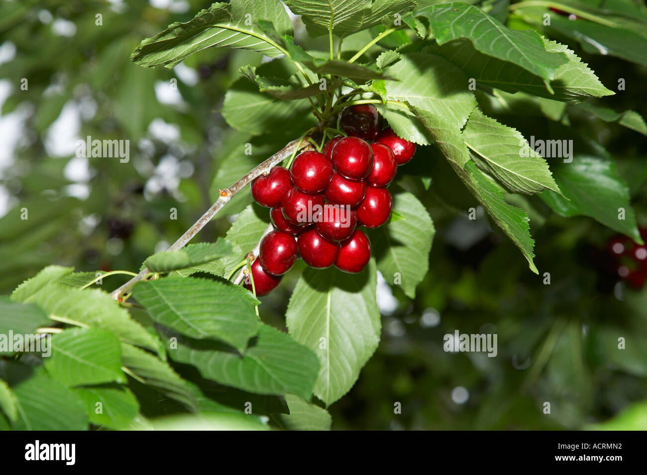 Cherry orchard new zealand hi-res stock photography and images - Alamy