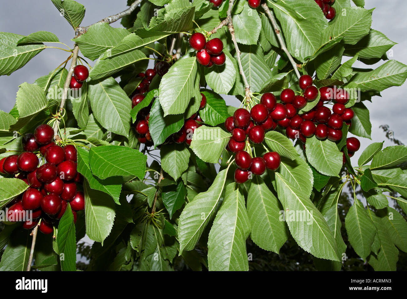 Cherry orchard new zealand hi-res stock photography and images - Alamy