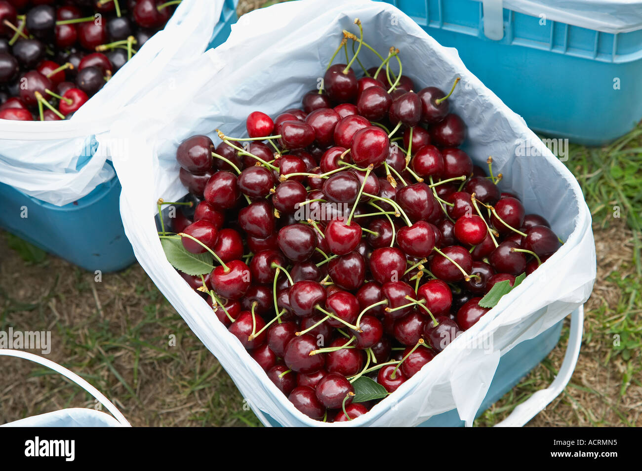 Cherry orchard new zealand hi-res stock photography and images - Alamy