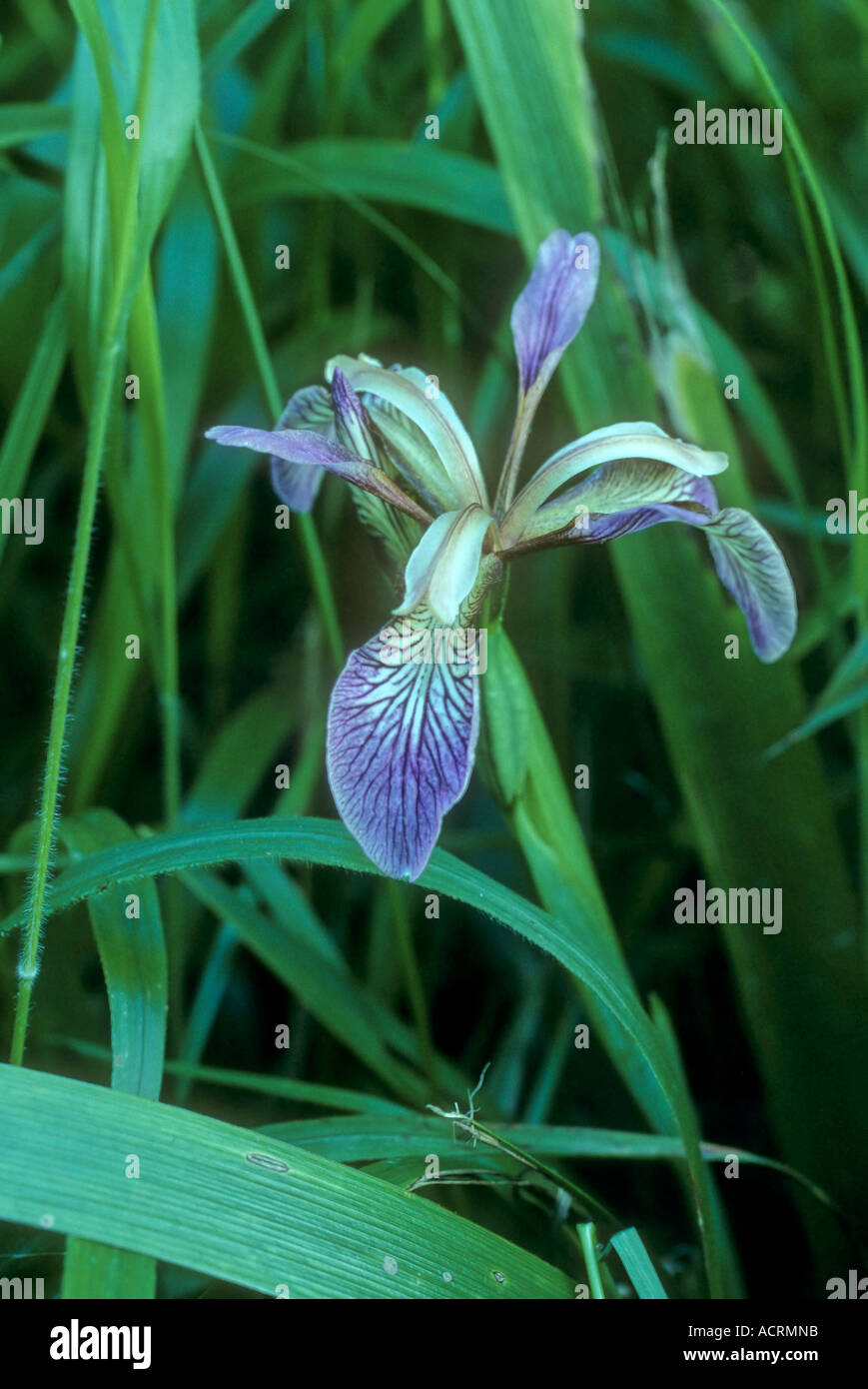 Stinking Iris Iris foetidissima Stock Photo - Alamy