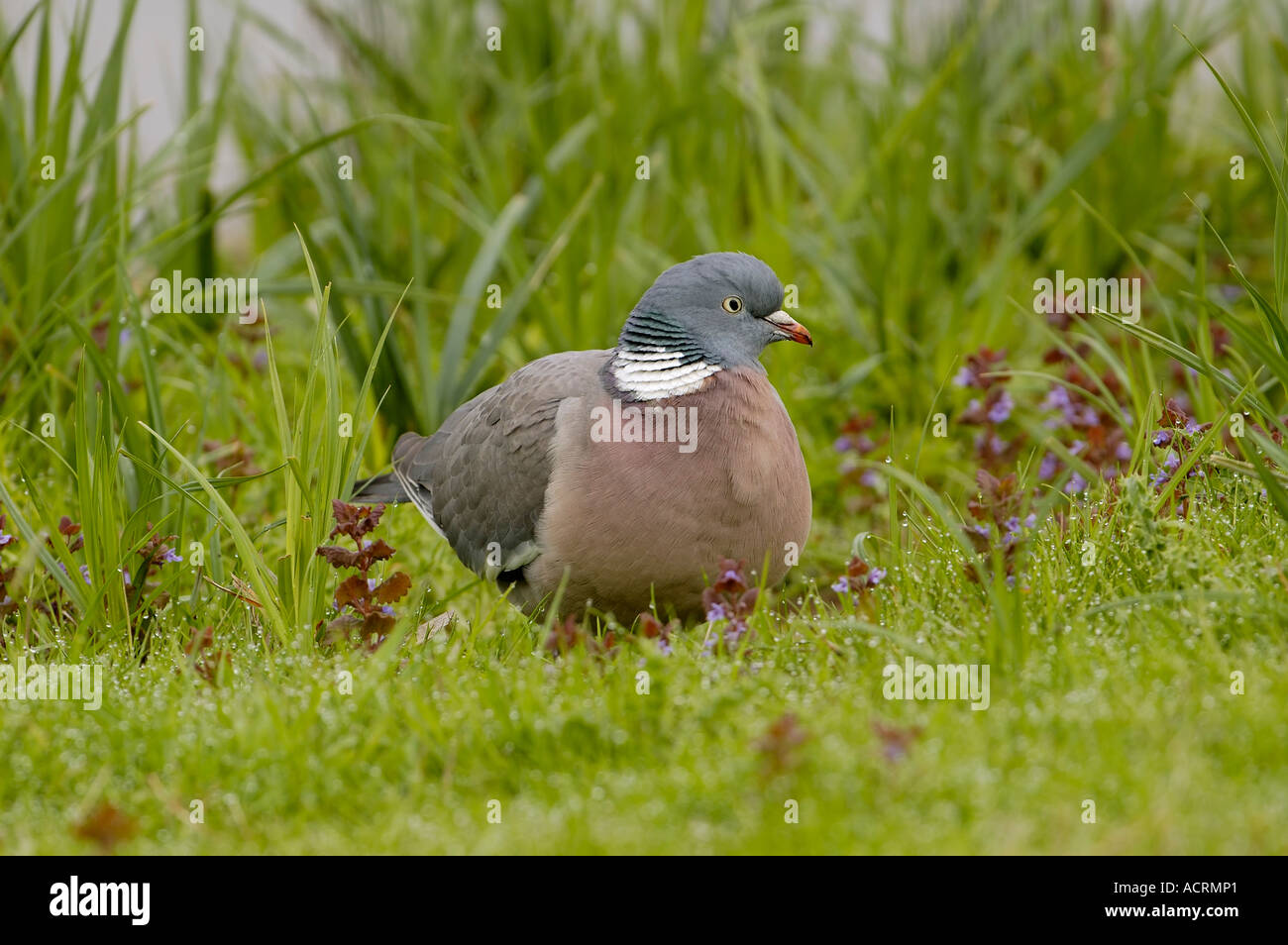 Wet wood pigeon hi-res stock photography and images - Alamy