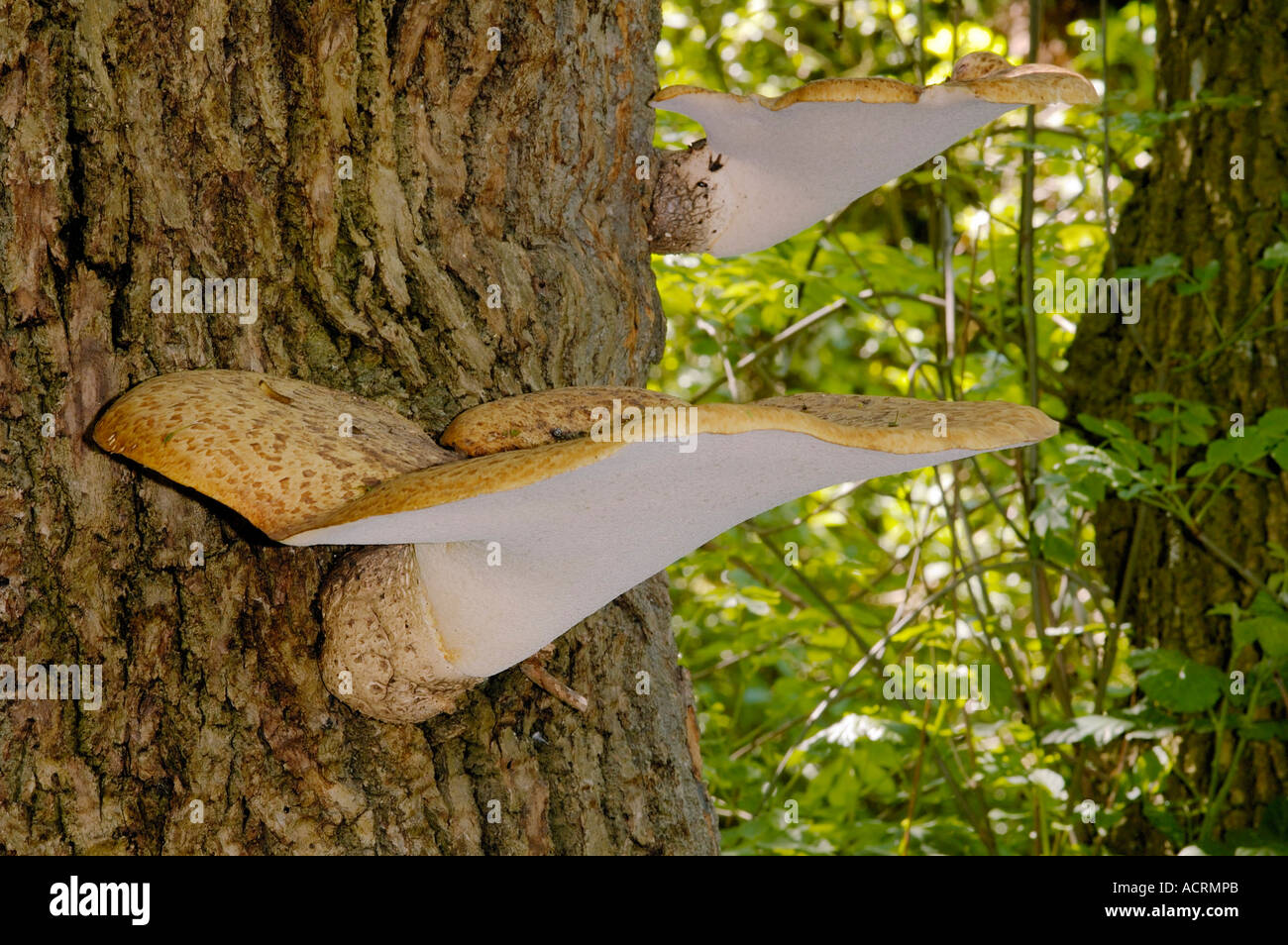 Dryad's Saddle Bracket Fungi - Polyporus squamosus, on trunk of Ash ...