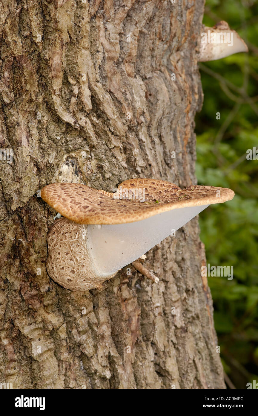 Dryad's Saddle Fungi - Polyporus squamosus, on trunk of Ash tree Stock ...