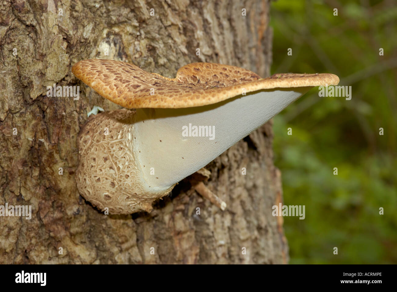 Dryad's Saddle Bracket Fungi - Polyporus squamosus, on trunk of Ash ...