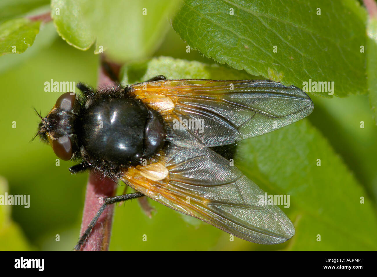 The meridiana hi-res stock photography and images - Alamy