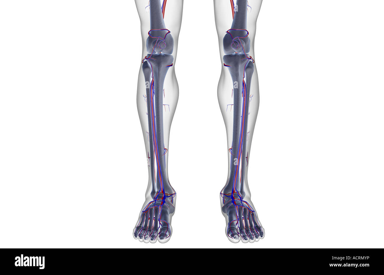 Leg Blood Vessels High Resolution Stock Photography and Images - Alamy