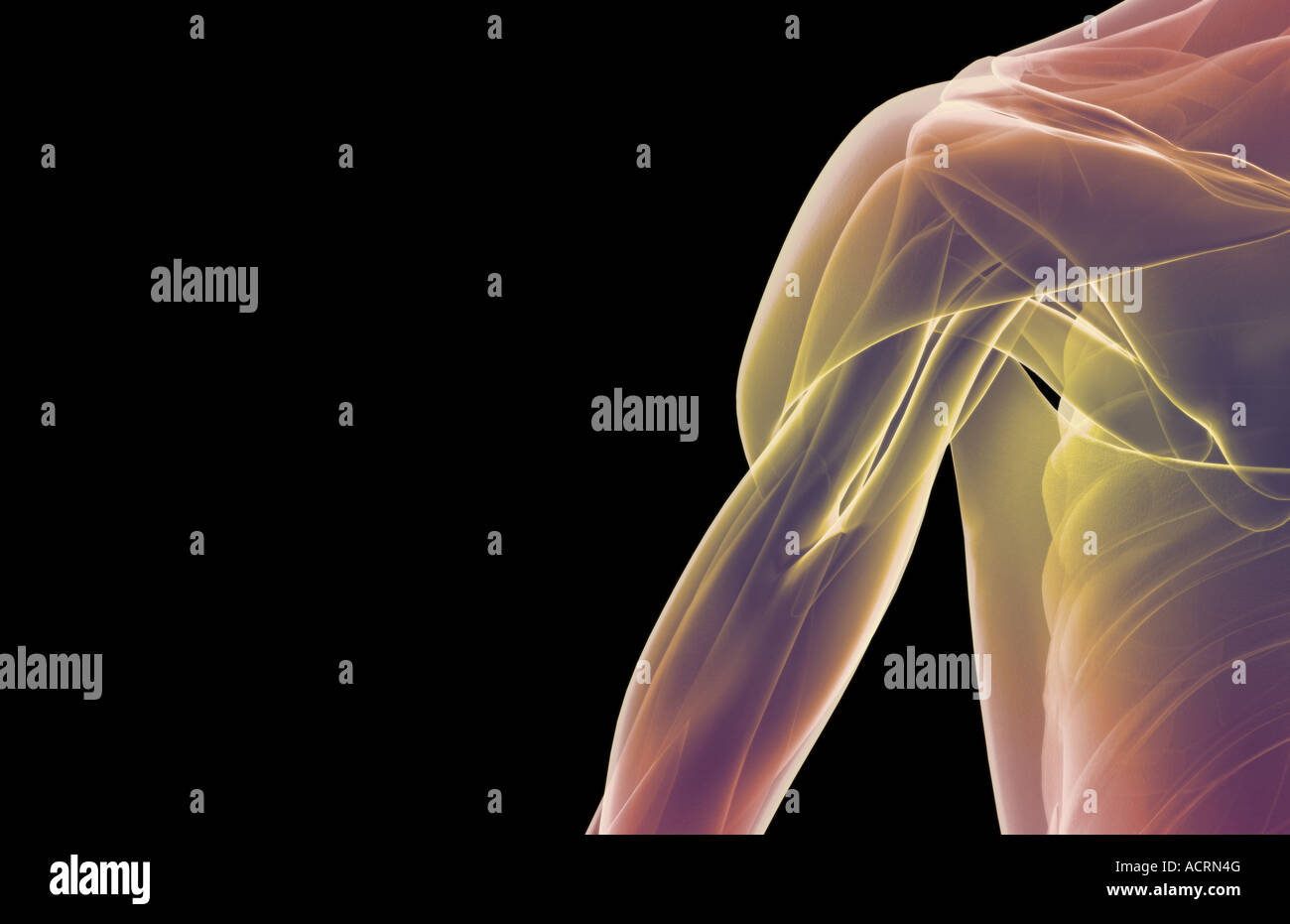 Shoulder muscles anatomy hi-res stock photography and images - Alamy