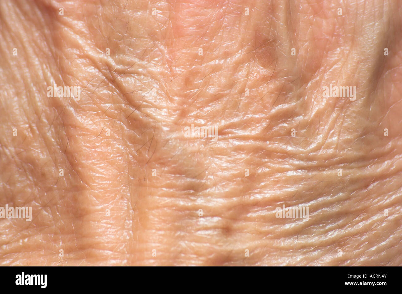 Mature woman close up of back of hand Stock Photo - Alamy