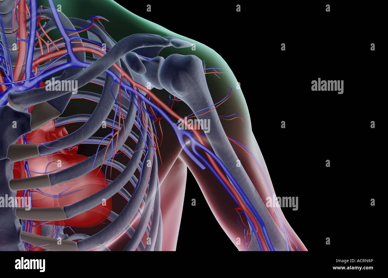 The blood supply of the shoulder Stock Photo - Alamy