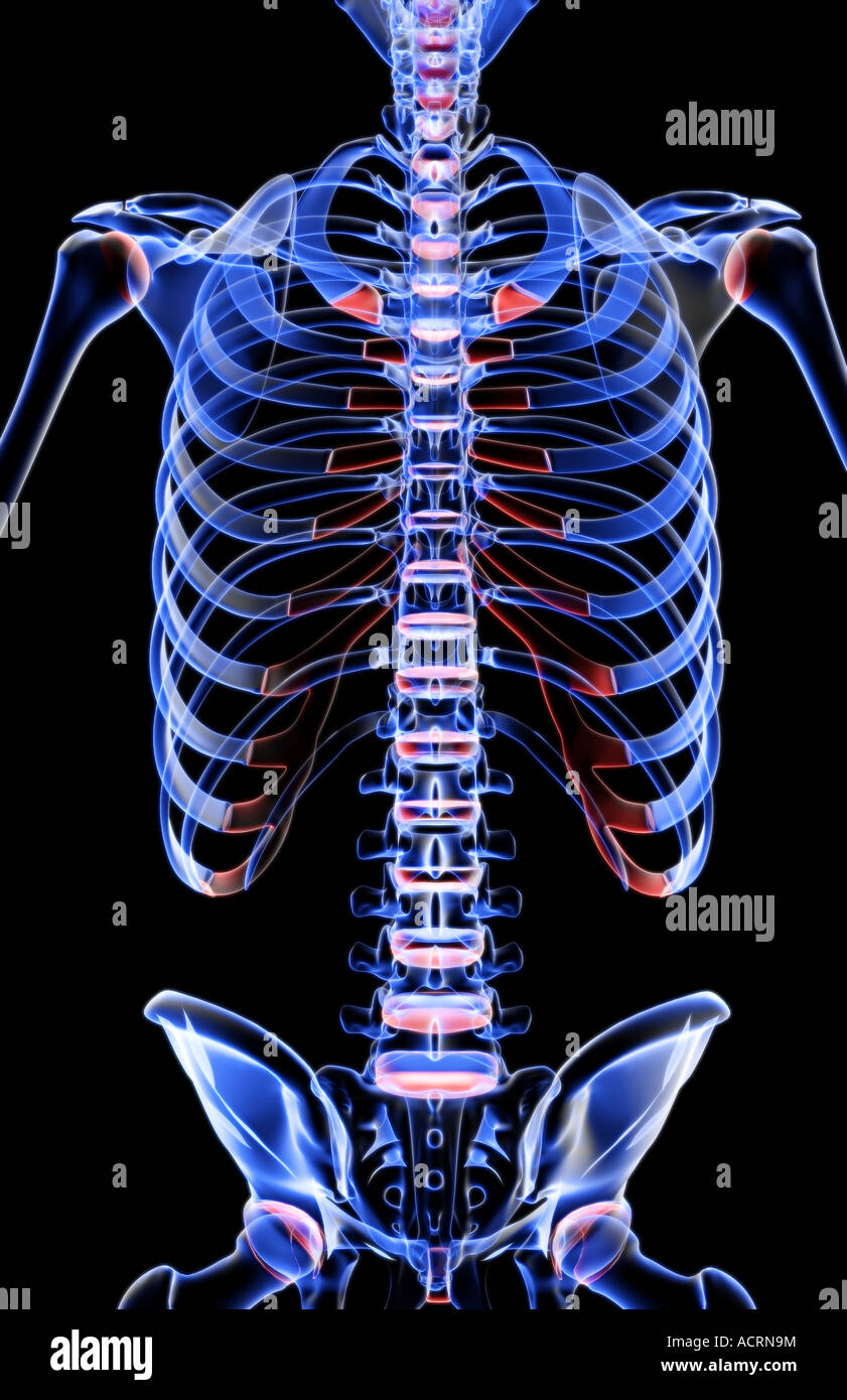 The bones of the trunk Stock Photo - Alamy