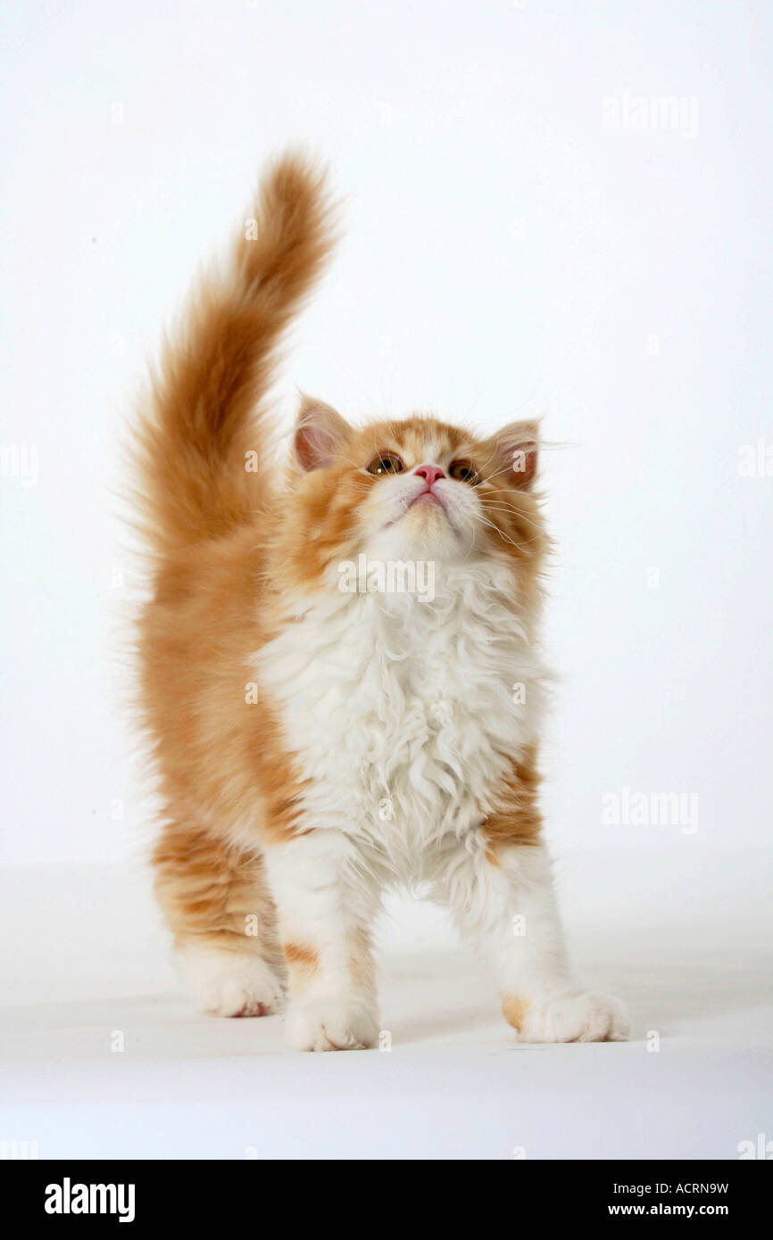 Persian kitten Cut Out Stock Images & Pictures - Alamy