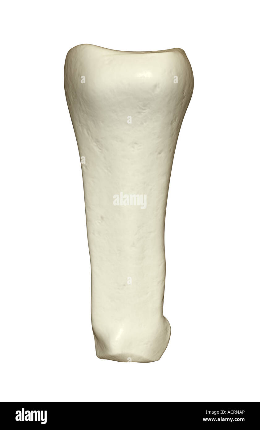 Illustration proximal phalanx bones hi-res stock photography and images ...