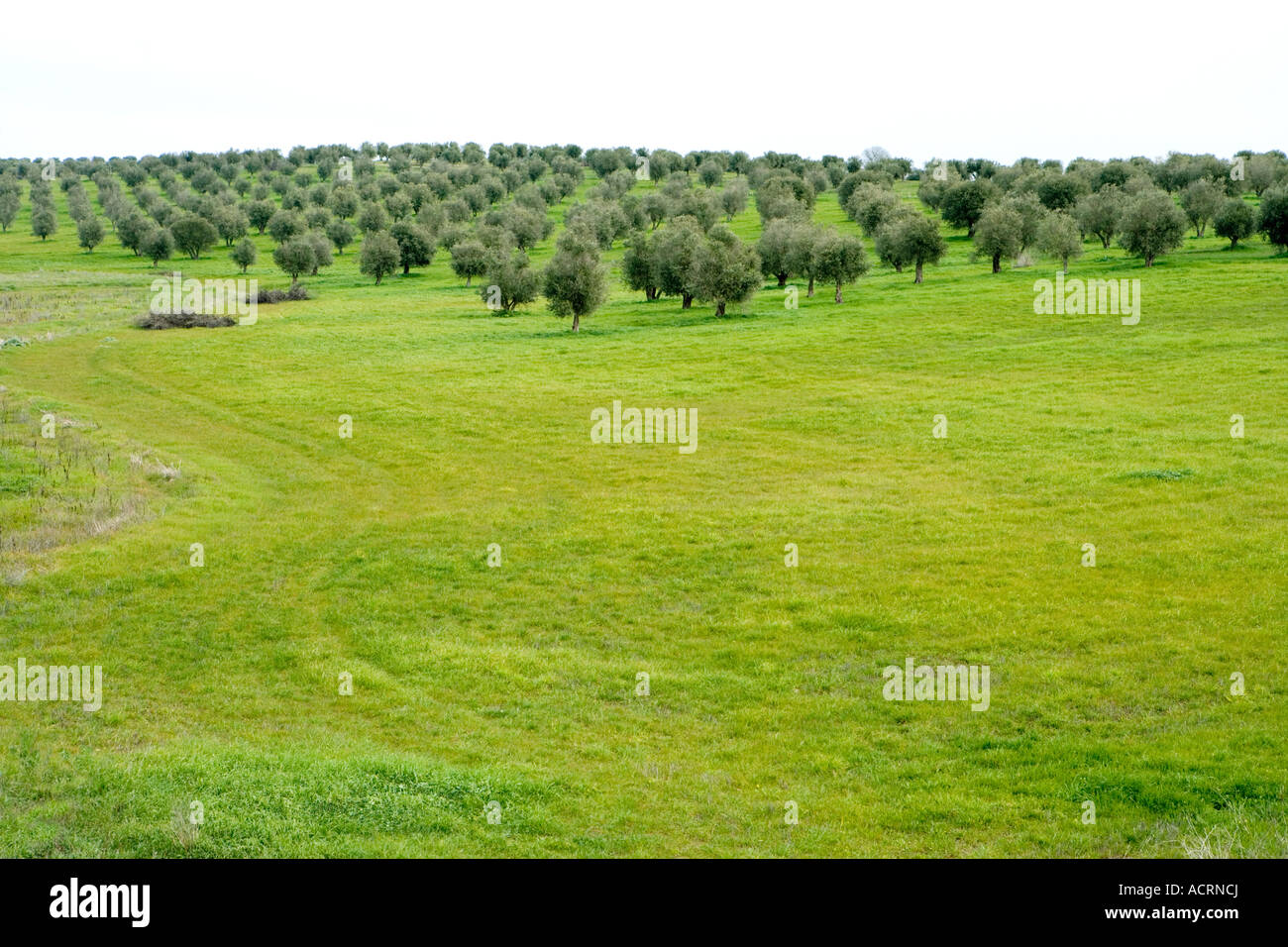 Landscape olive trees plantation hi-res stock photography and images ...