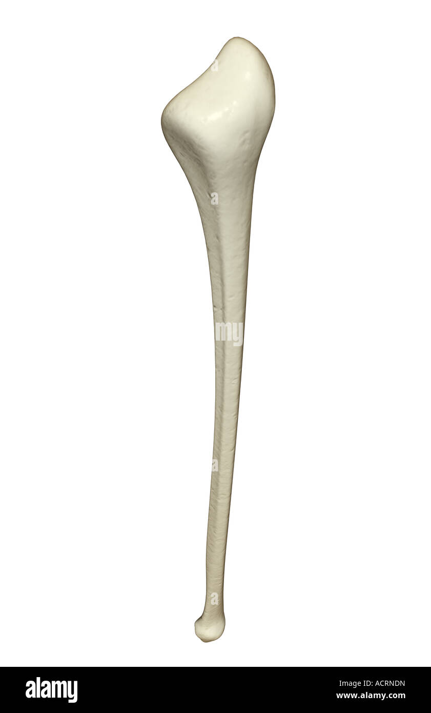 Fibula Cut Out Stock Images & Pictures - Alamy