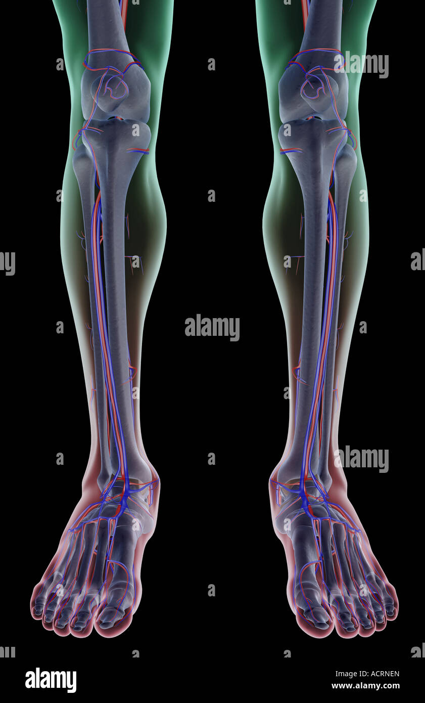 The blood supply of the leg Stock Photo - Alamy