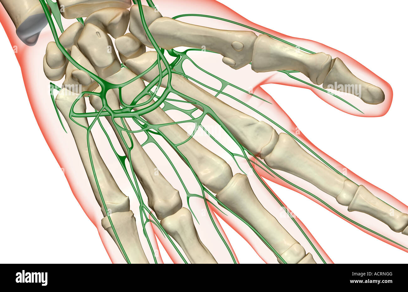 The lymph supply of the hand Stock Photo - Alamy
