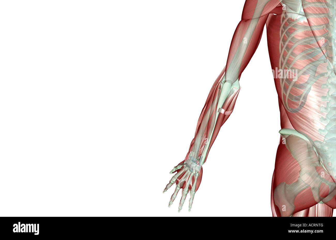 The musculoskeleton of the upper limb Stock Photo - Alamy