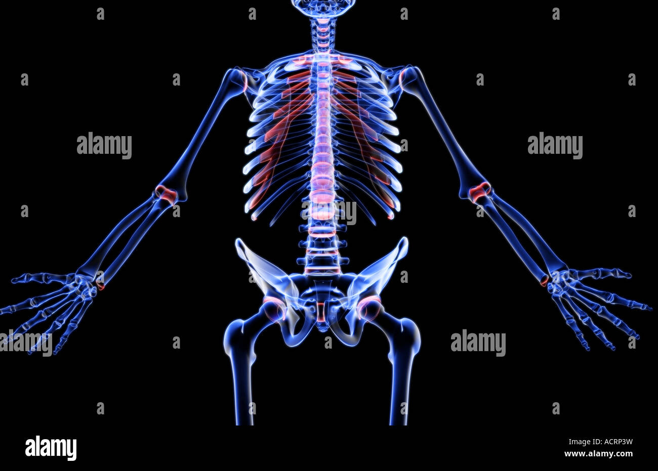 The bones of the trunk Stock Photo - Alamy