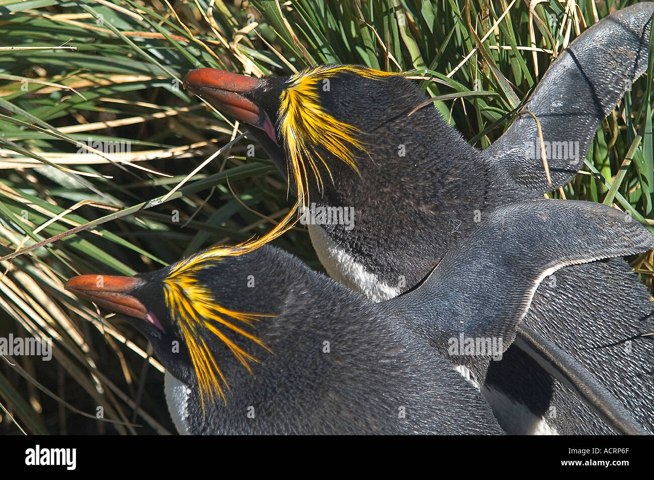 A macaroni penguin Eudyptes chrysolophus mating pair above Cooper Bay ...
