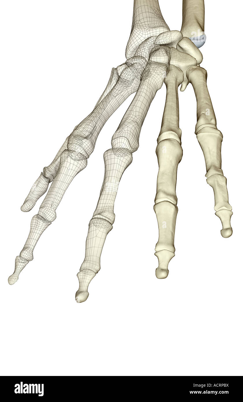 Bones Hand Phalanx Phalanges Stock Photos & Bones Hand Phalanx ...