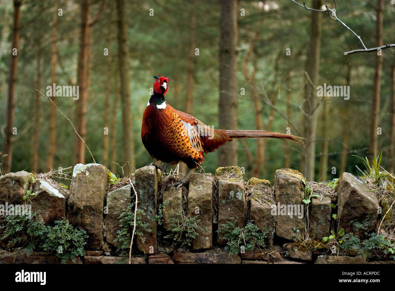 Pheasant hunting fence hi-res stock photography and images - Alamy