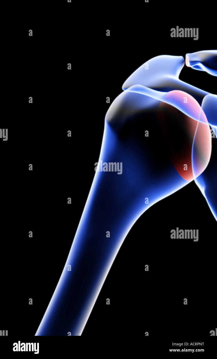The bones of the shoulder Stock Photo - Alamy